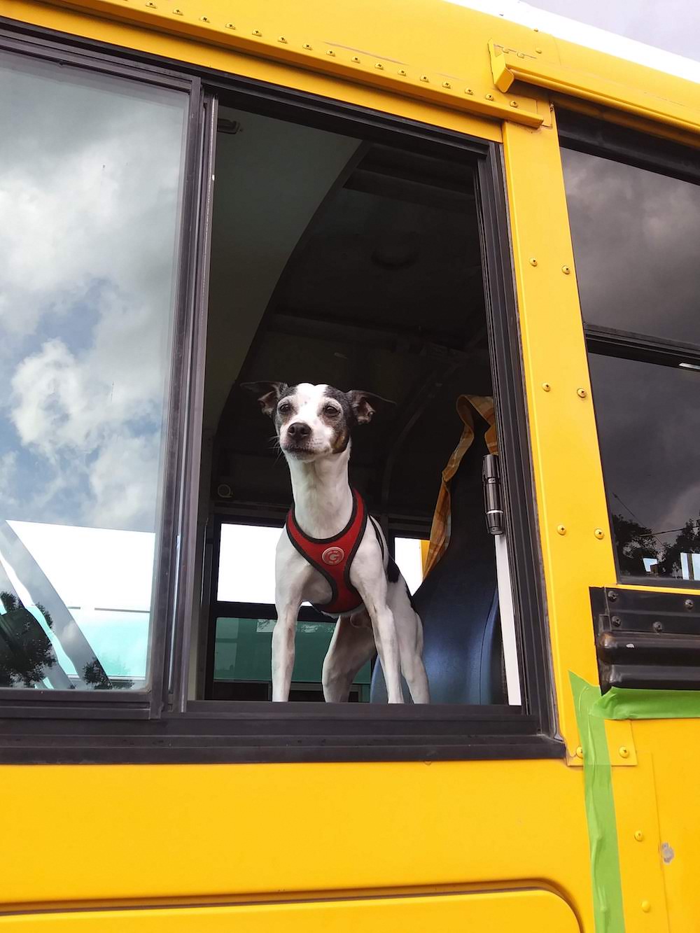 Traveling With Skoolie Pets - The Ultimate Guide - Skoolie Project