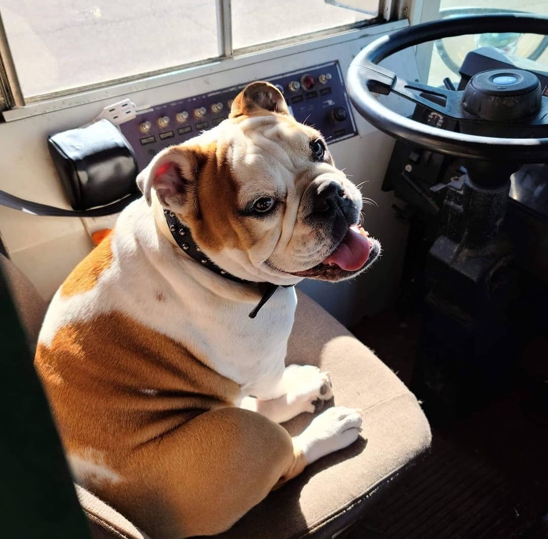 Traveling With Skoolie Pets - The Ultimate Guide - Skoolie Project