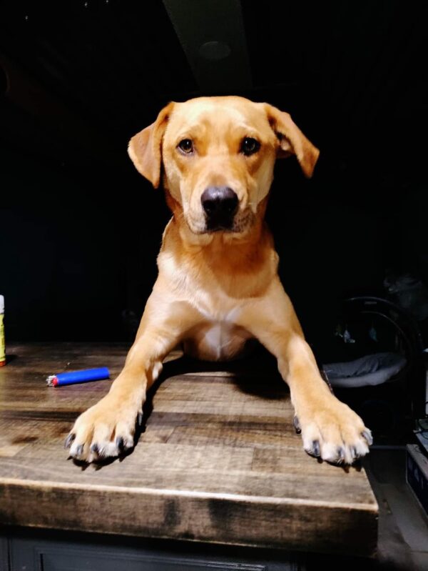 Traveling With Skoolie Pets - The Ultimate Guide - Skoolie Project