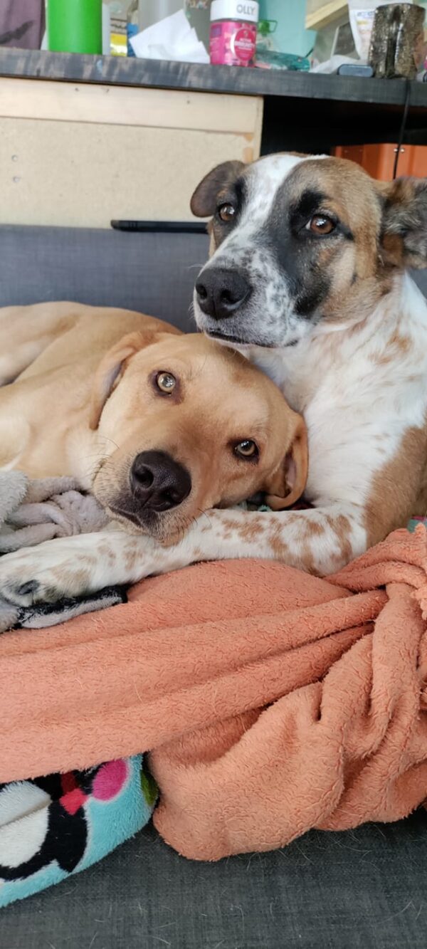 Traveling With Skoolie Pets - The Ultimate Guide - Skoolie Project